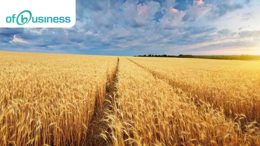 Wheat Production In India: An Overview