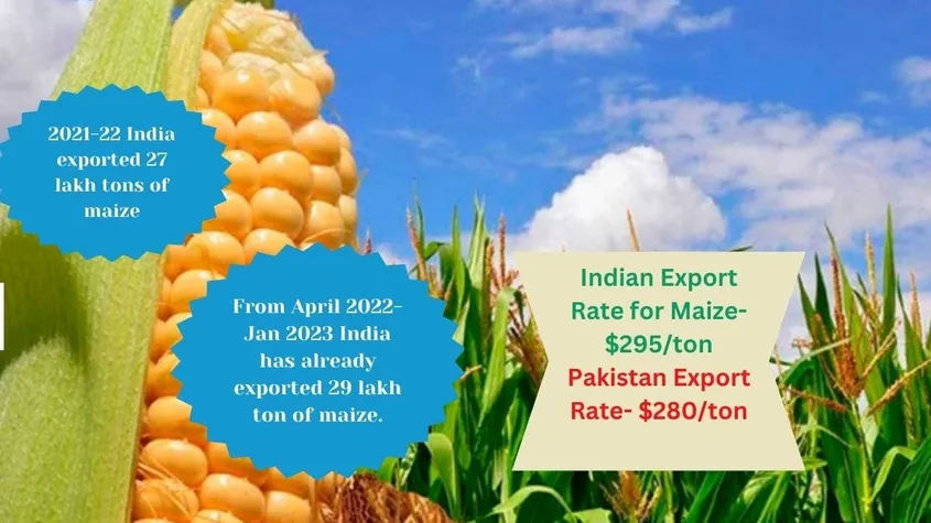 Are There Opportunities For Indian Maize Market Amidst Ongoing Global ...
